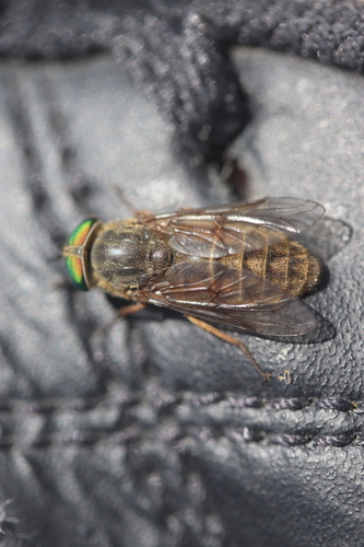 Slender-horned Horse Fly (Hybomitra montana) · iNaturalist United Kingdom