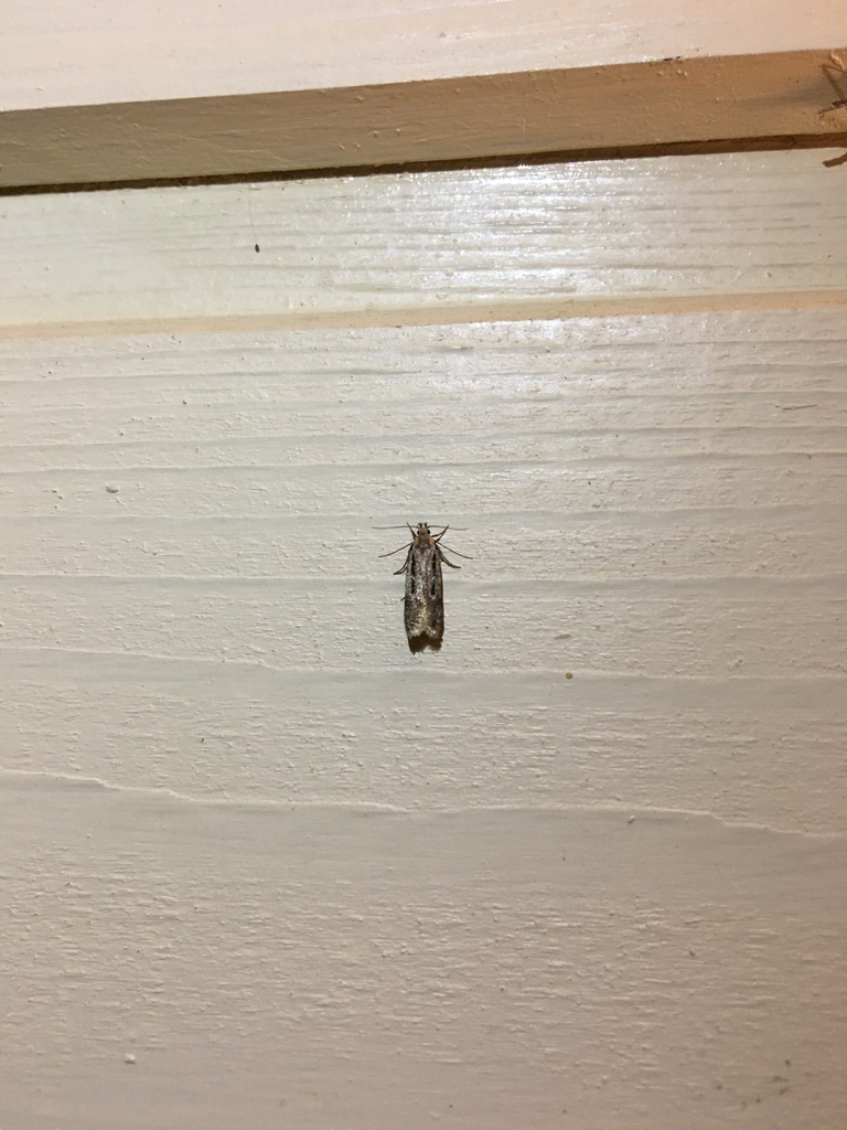 Gelechia jakovlevi from Sariai, Lithuania on July 31, 2021 at 01:34 AM ...