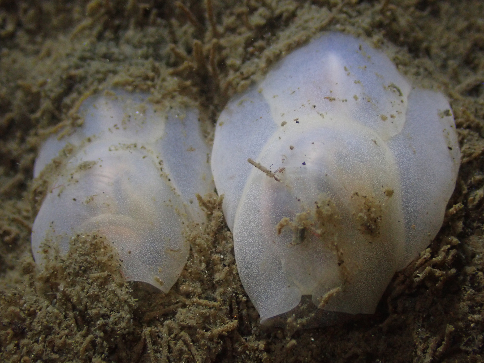 Philine quadripartita Ascanius, 1772