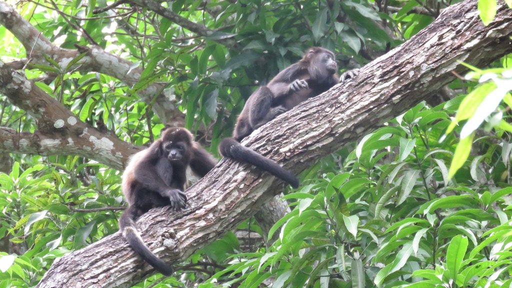 Mexican Howler Monkey in October 2017 by Nick Komar. Subadults free ...
