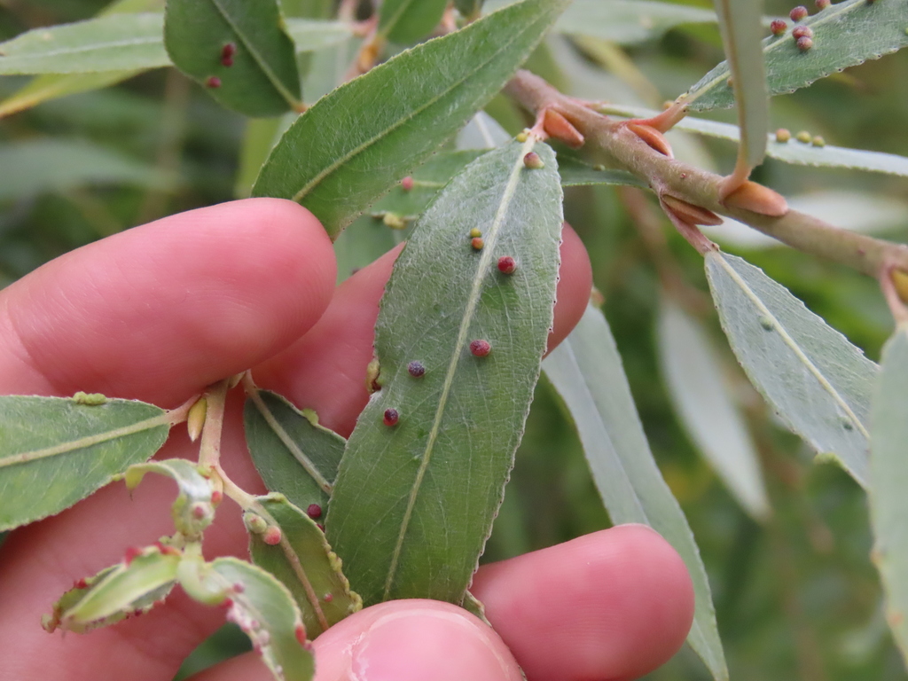 Willow Bead Gall Mite from Parque da Paz, Portugal on July 25, 2021 at ...