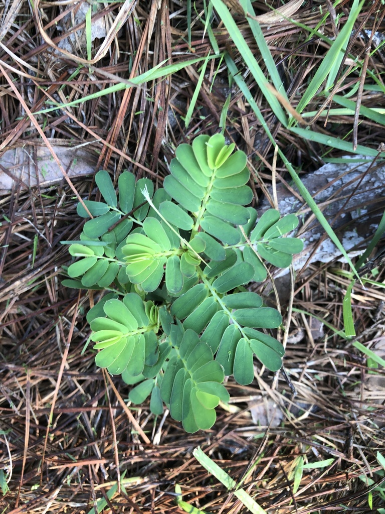 Chamberbitter from Lake Murray, Lexington, SC, US on July 31, 2021 at ...