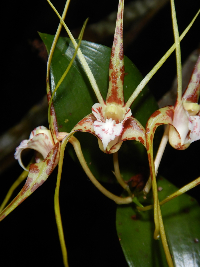 Tree Spider Orchid (Flora on K'gari) · iNaturalist