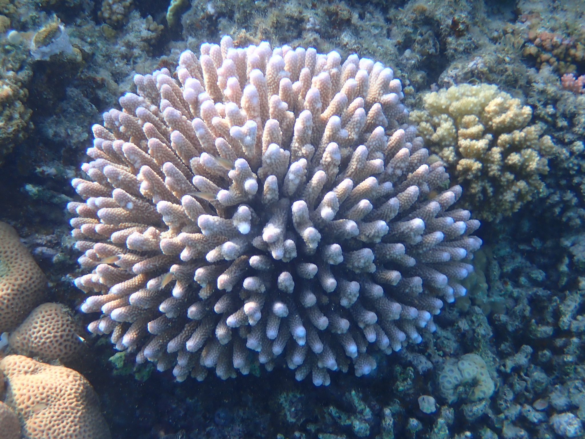 Acropora humilis (Dana, 1846)