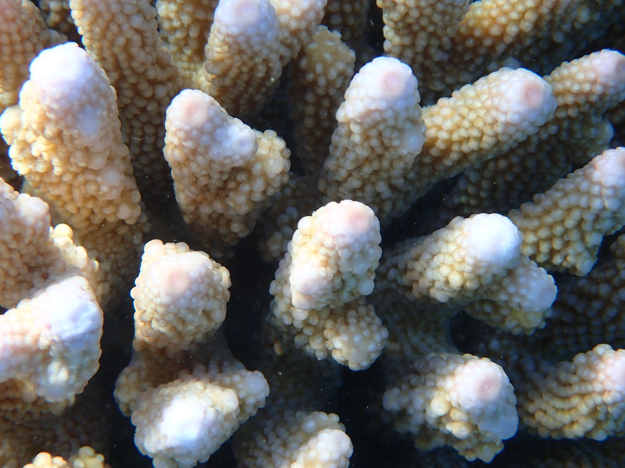 Acropora humilis (Dana, 1846)