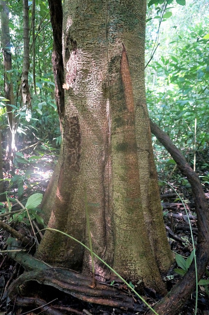 Huayruro casado (Especies forestales de la amazonía peruana) · iNaturalist