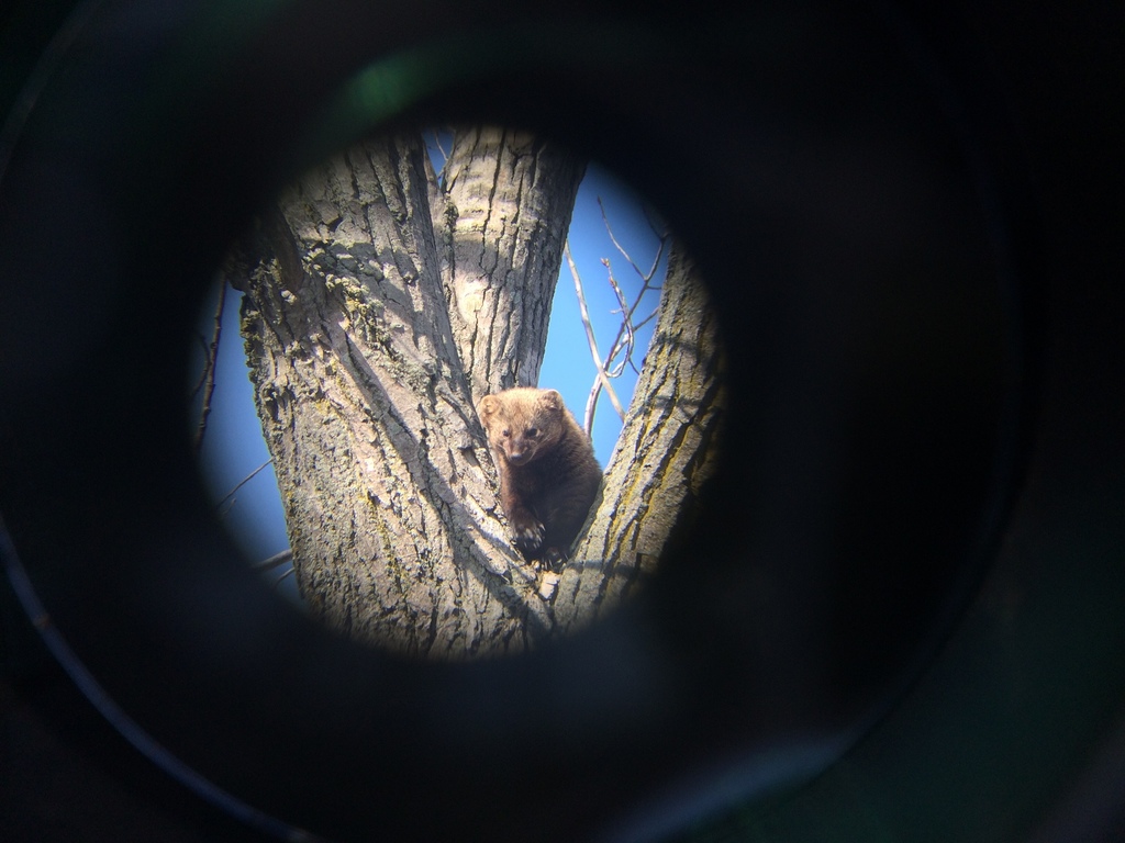 Fisher from Lake Erie, , ON, CA on April 2, 2018 at 11:08 AM by Mark ...