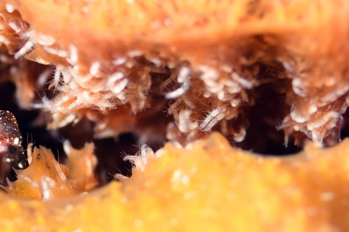 Haplosyllis gula · iNaturalist