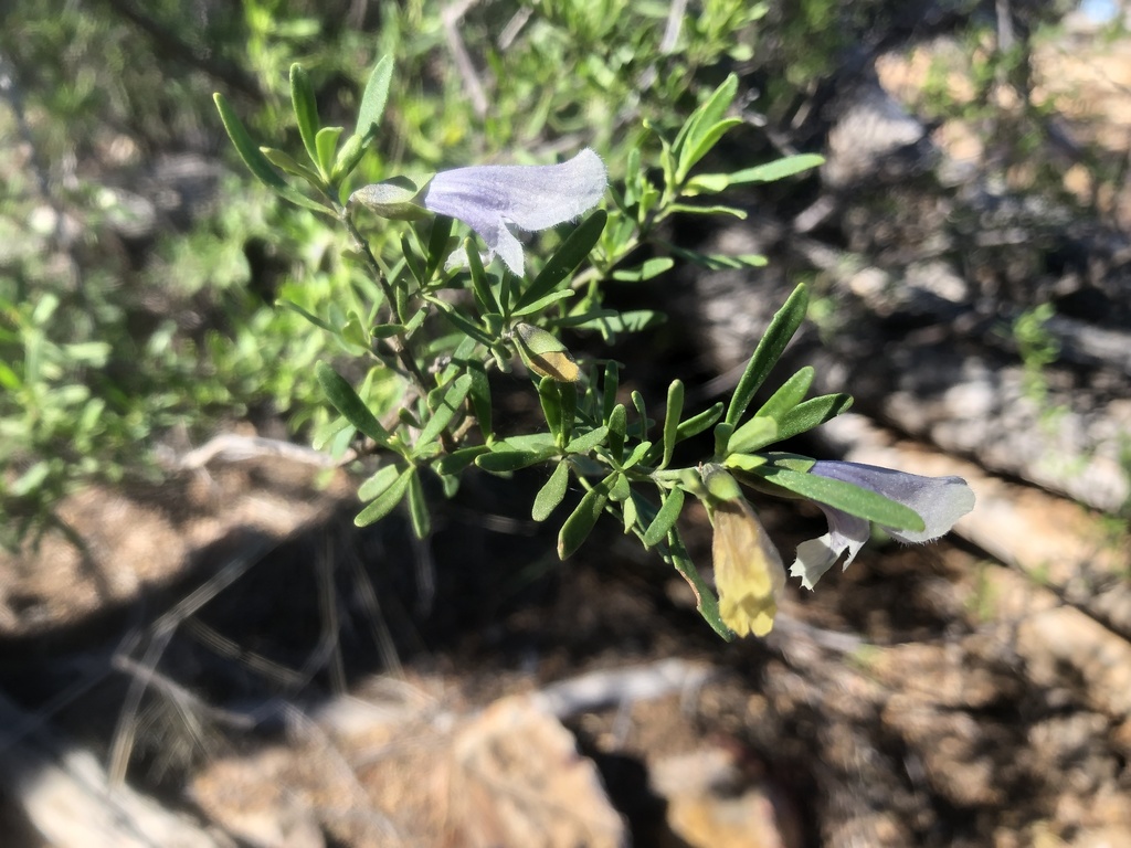 Gaping Mint-bush from Ballaroo, QLD, AU on July 31, 2021 at 11:29 AM by ...