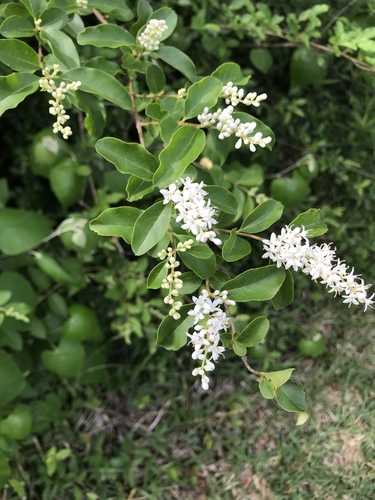 Chinese privet (Invasive Plants of Houston (WiP)) · iNaturalist