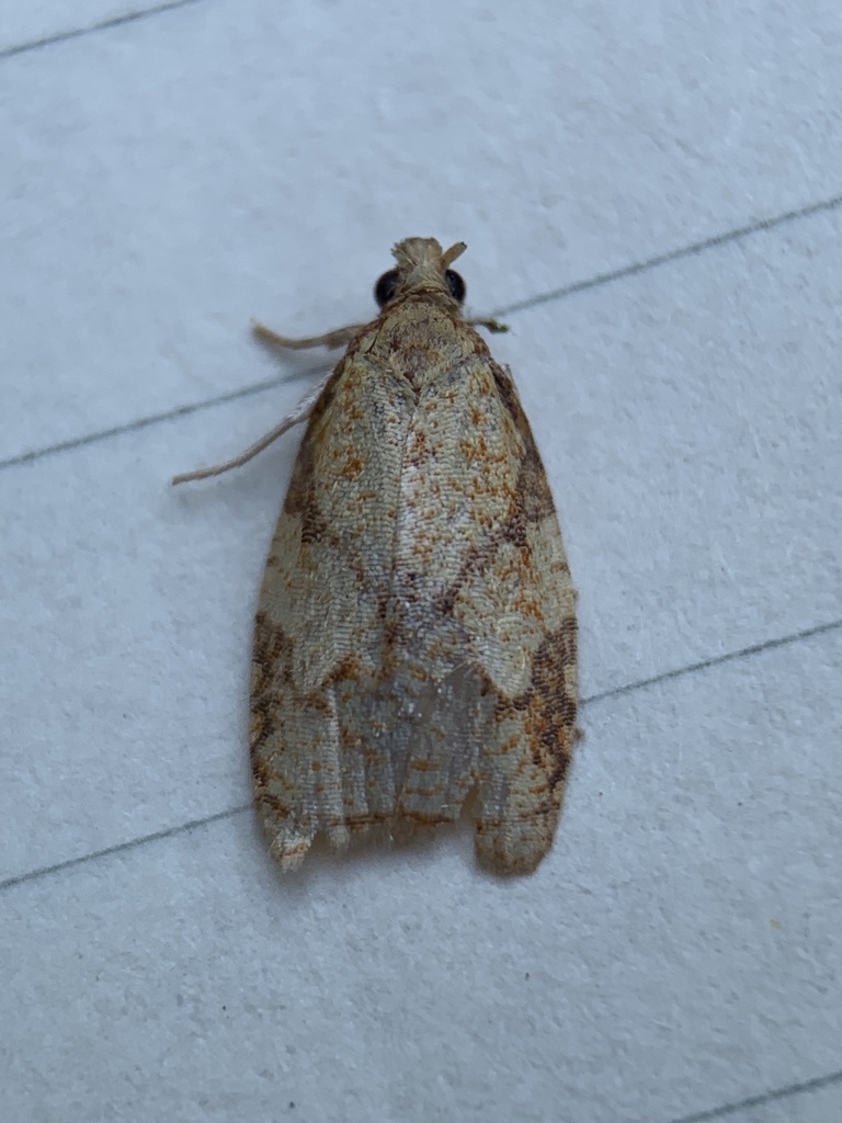 Reticulated Fruitworm Moth from Irving St, Arlington, MA, US on July 30 ...