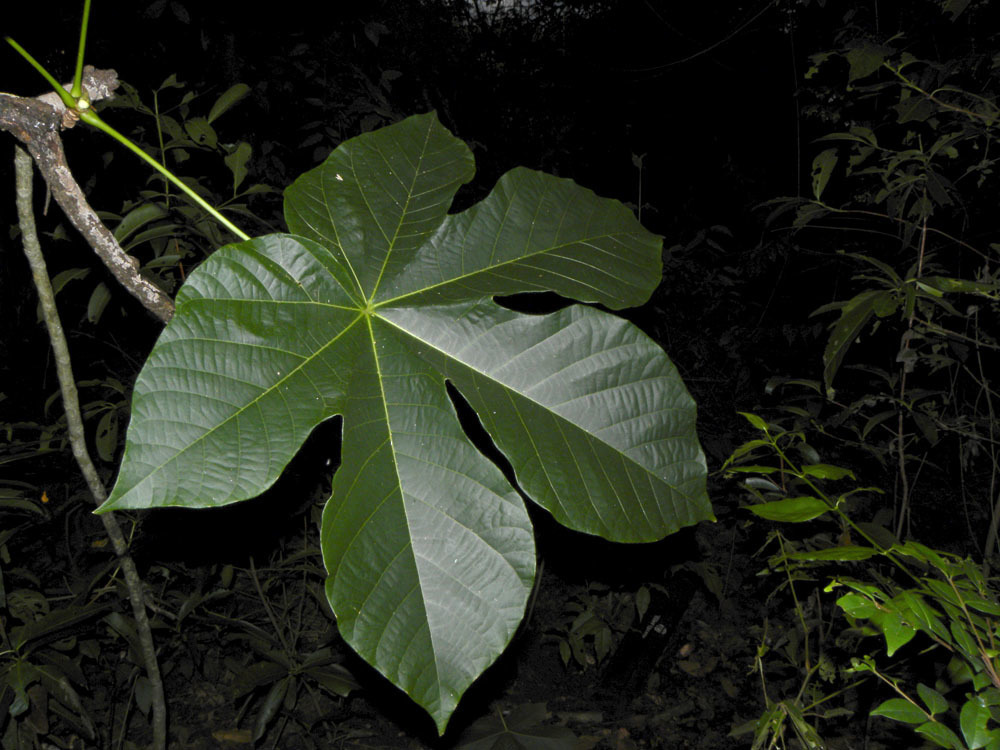 Panama tree (Sterculia apetala) - Botanical Realm