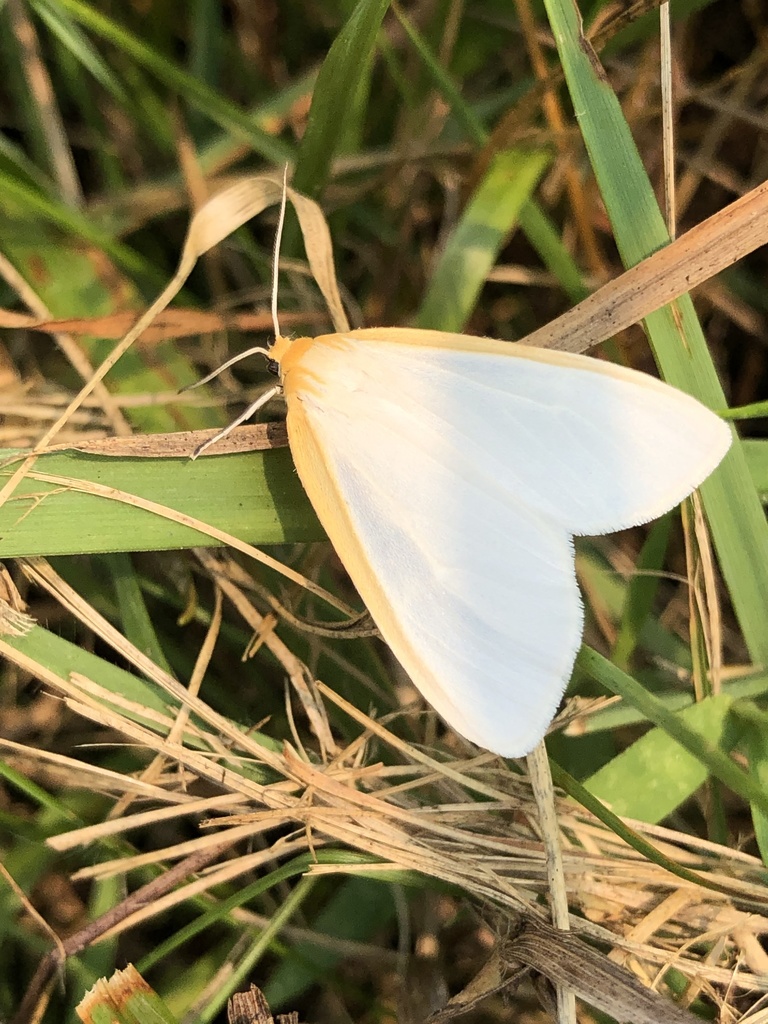 Delicate Cycnia Moth from Longwood Gardens, Kennett Square, PA, US on ...