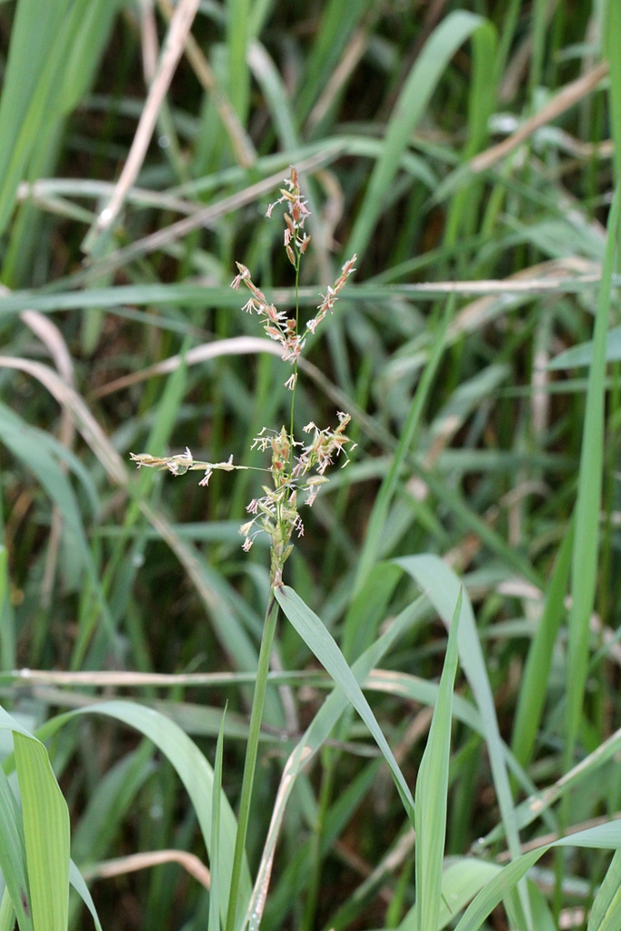 Native rice grass (Nash Prairie Plants List) · iNaturalist