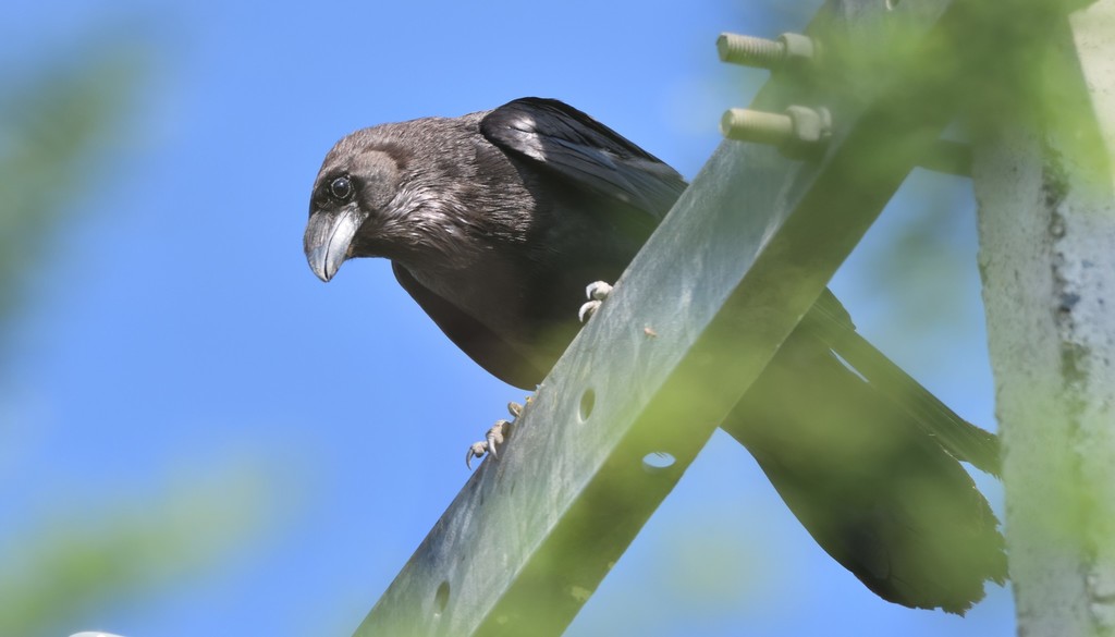 Chihuahuan Raven from Bustamante, N.L., México on July 28, 2021 at 09: ...
