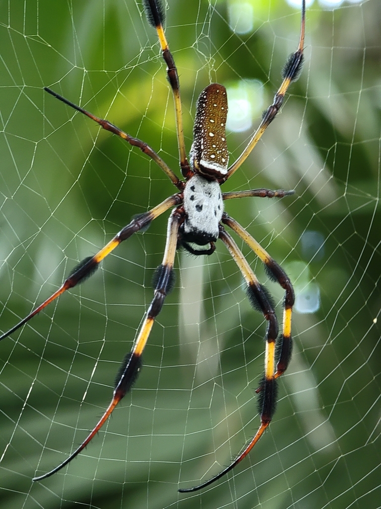 Golden Silk Spider from A1A at S INLET PK, Boca Raton, FL 33432, USA on ...