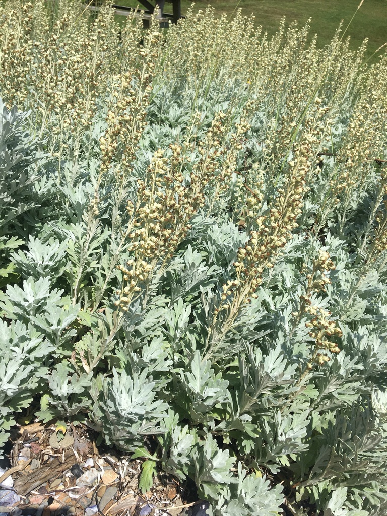 Hoary Mugwort from Groves Point Provincial Park, Groves Point, NS, CA ...