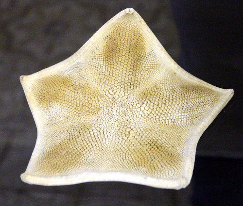 Red Cookie Star (Ceramaster japonicus) · iNaturalist