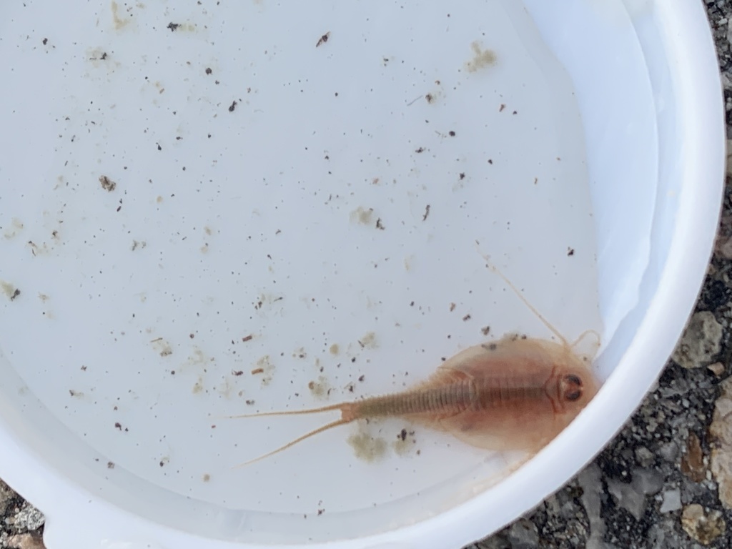 Triops from Agua Caliente Park, Tucson, AZ, US on July 30, 2021 at 06: ...
