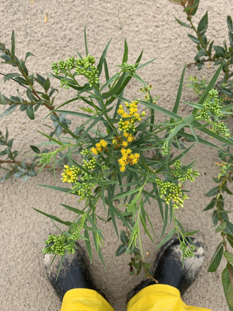 flat-topped goldenrod from Cockburn Island, Cockburn Island, ON, CA on ...