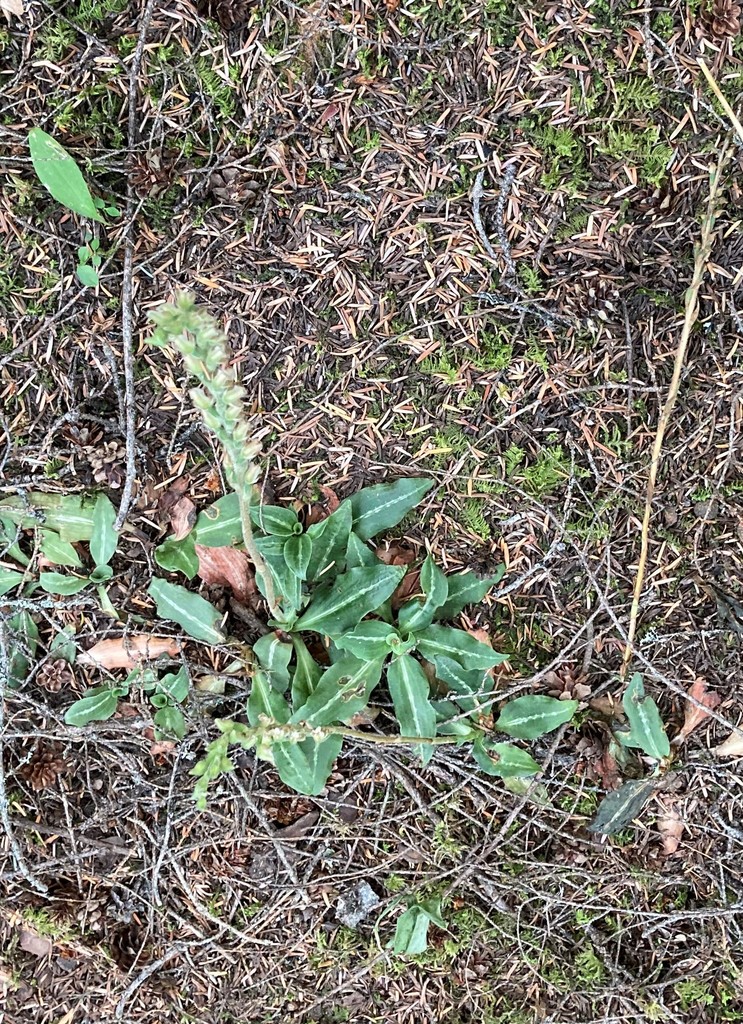 Western Rattlesnake Plantain from Columbia-Shuswap, BC, Canada on July ...
