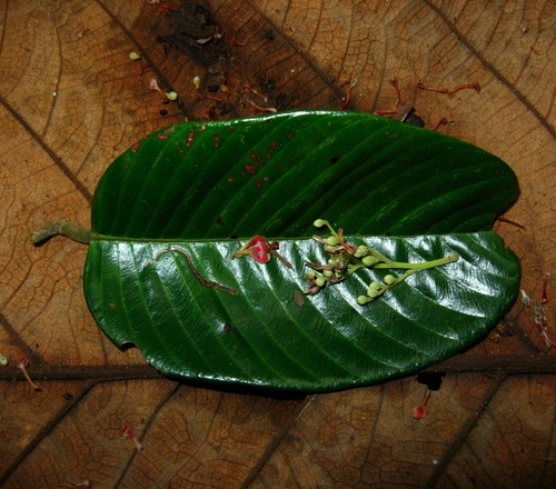 Shorea ochrophloia · iNaturalist