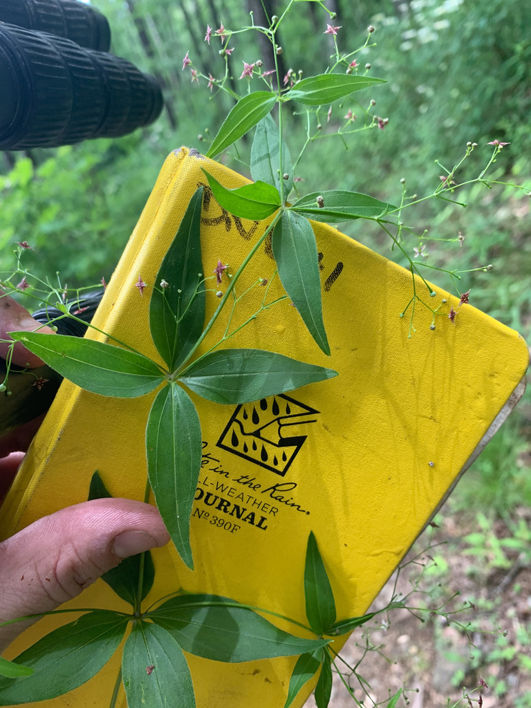 Purple Bedstraw in June 2020 by Keith Bradley · iNaturalist