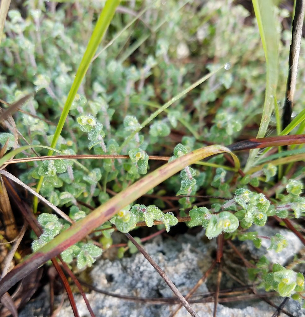 Pineland Sandmat in July 2021 by Joe MDO. Navy Wells Pineland Preserve ...