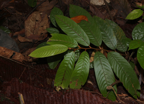 Genus Fissistigma · iNaturalist