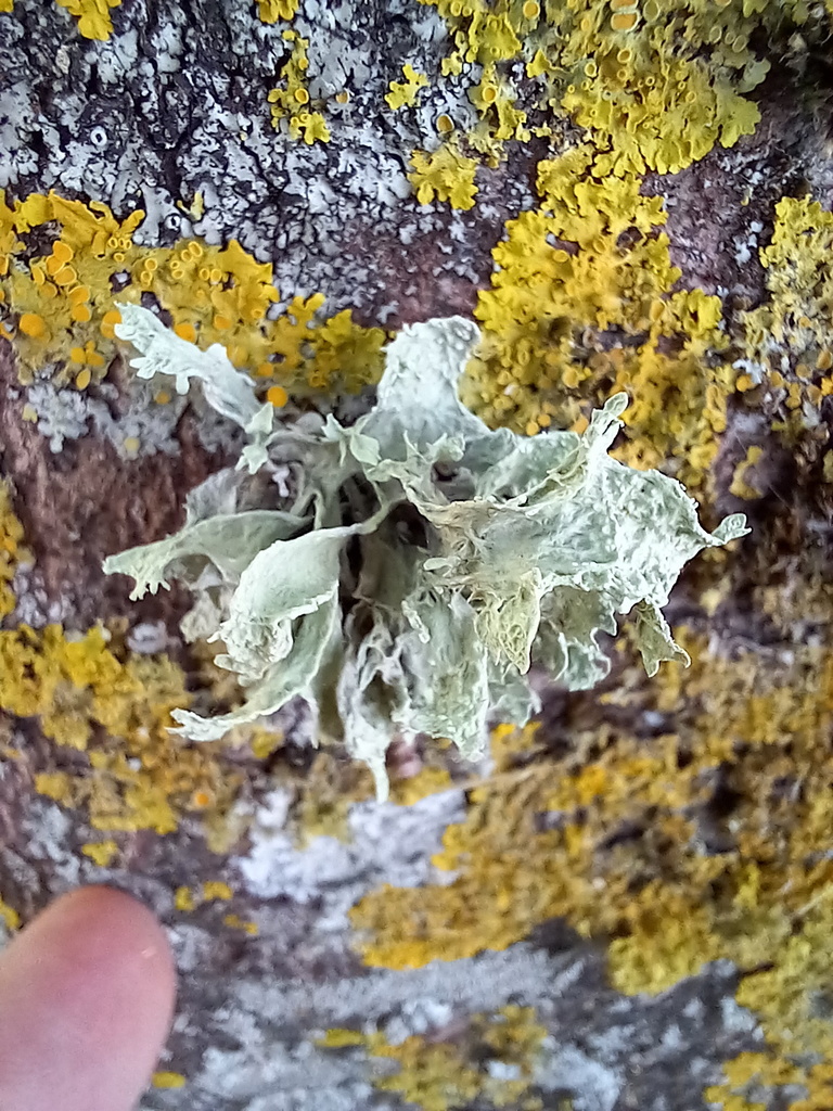 Inelegant Strap Lichen from Rua Professor José Sebastião e Silva on ...