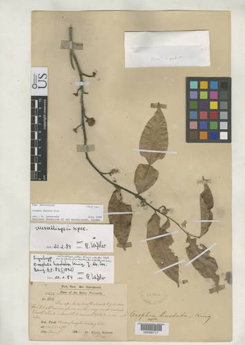 Genus Orophea · iNaturalist