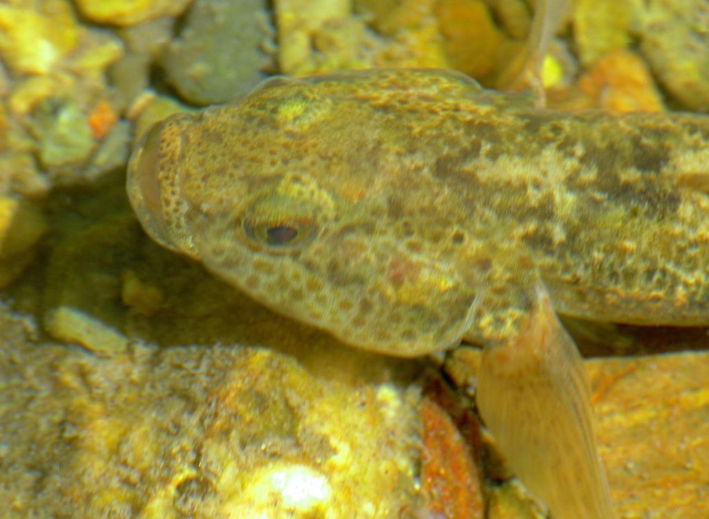 Upland bully (Gobiomorphus breviceps) - Marine Life Identification