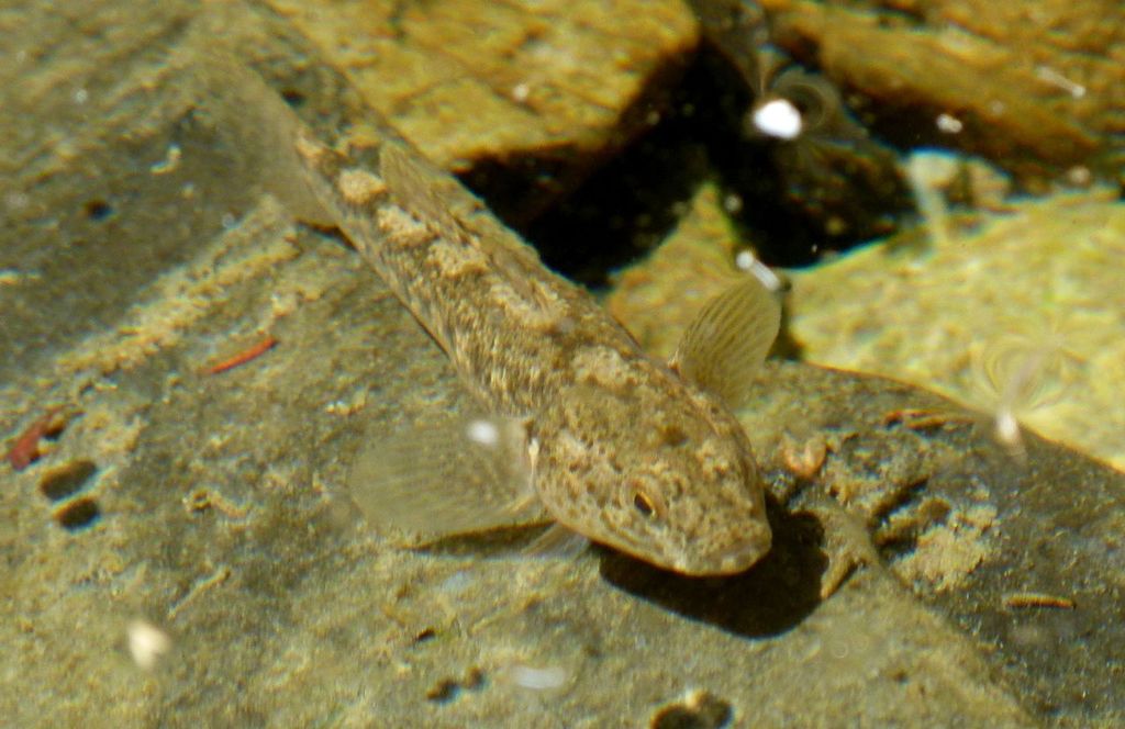Upland bully (Gobiomorphus breviceps) - Marine Life Identification