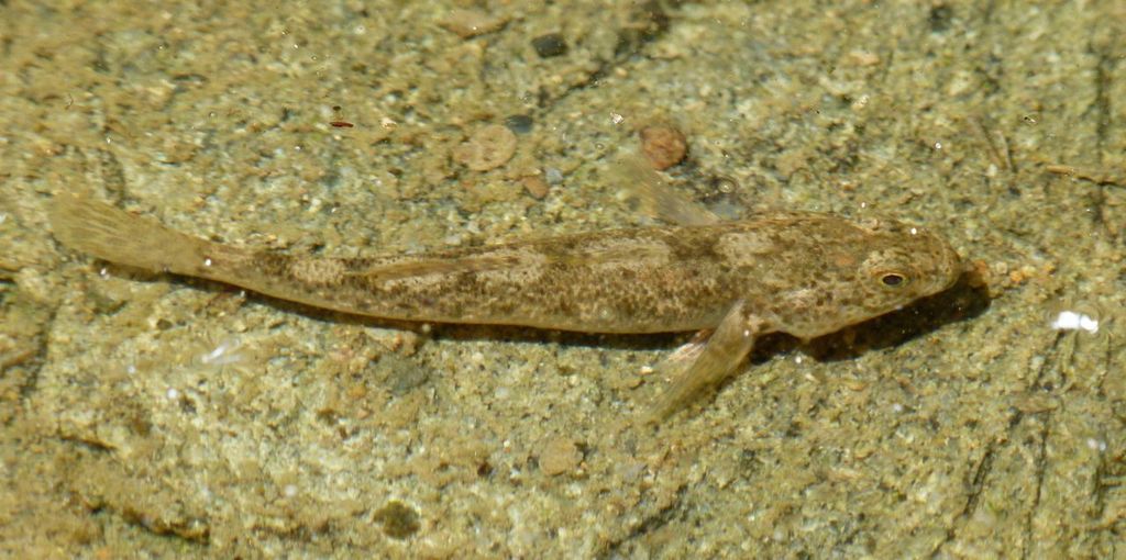 Upland bully (Gobiomorphus breviceps) - Marine Life Identification