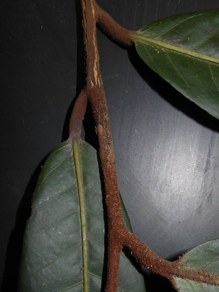 (Knema latericia) - Botanical Realm