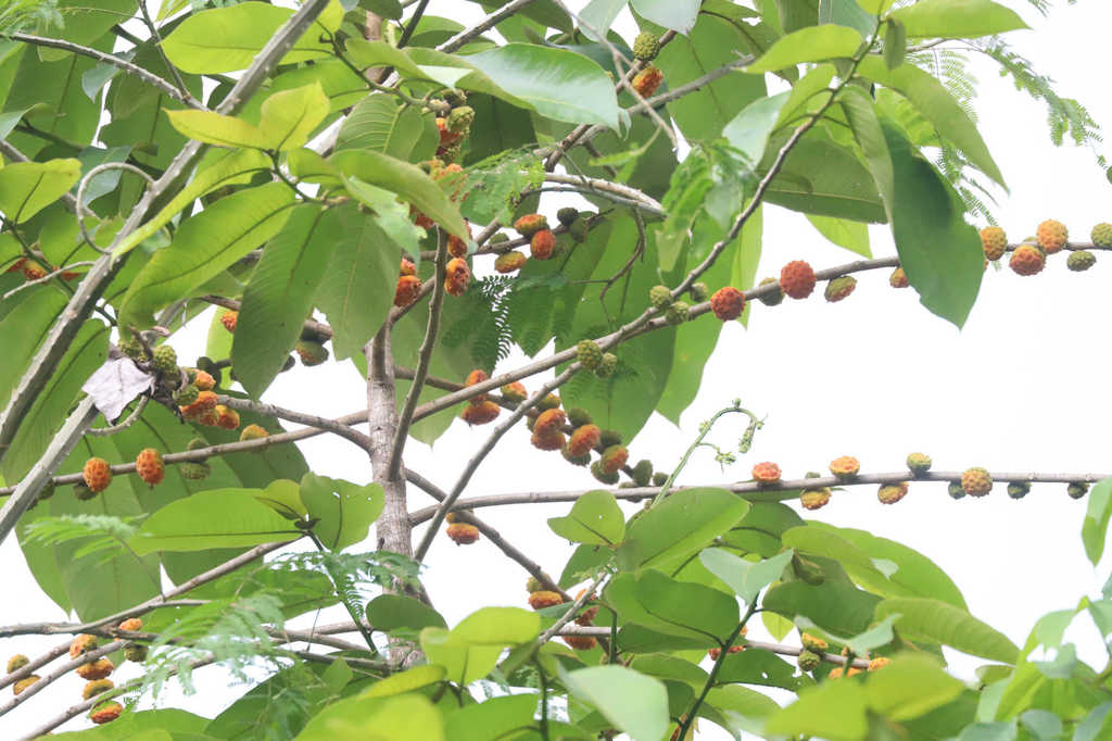 Panama rubber tree from Panama on June 15, 2021 at 12:08 PM by William ...