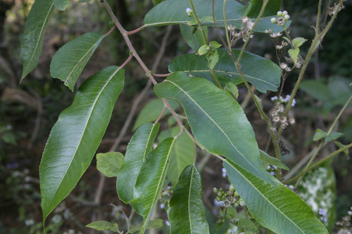 Indian Willow (Salix tetrasperma) · iNaturalist