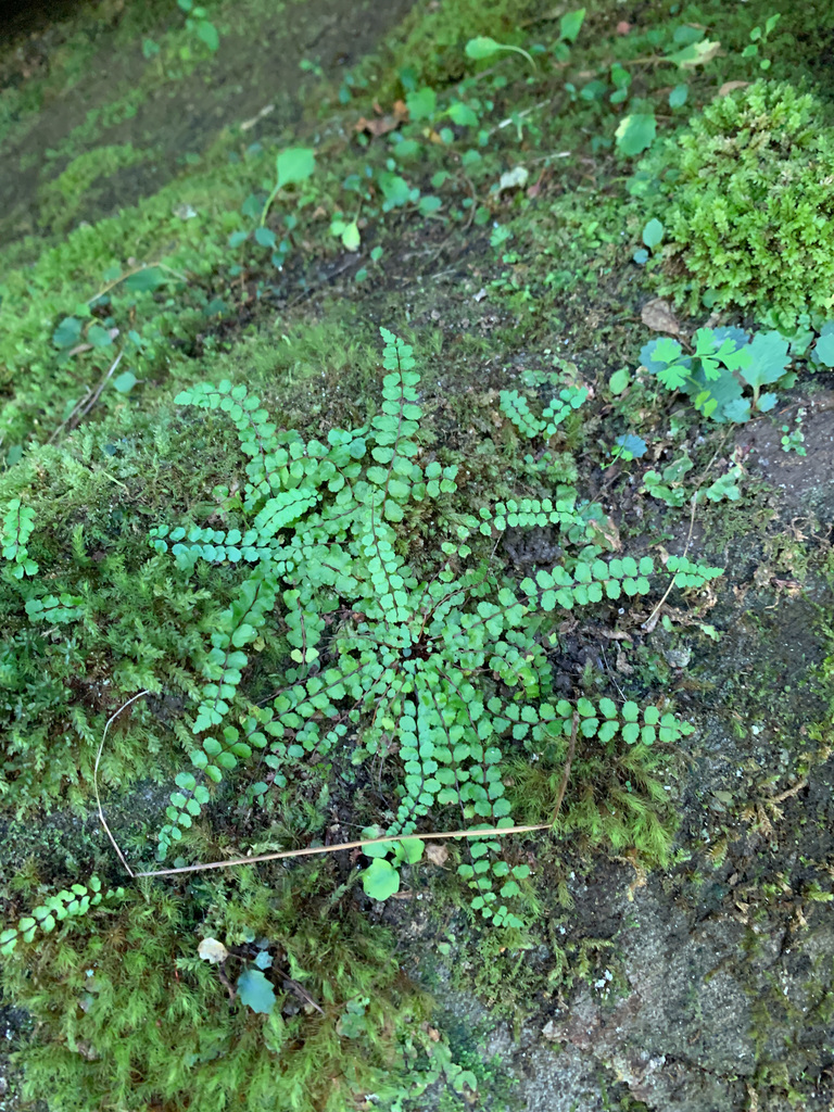 maidenhair spleenwort in June 2020 by Keith Bradley · iNaturalist