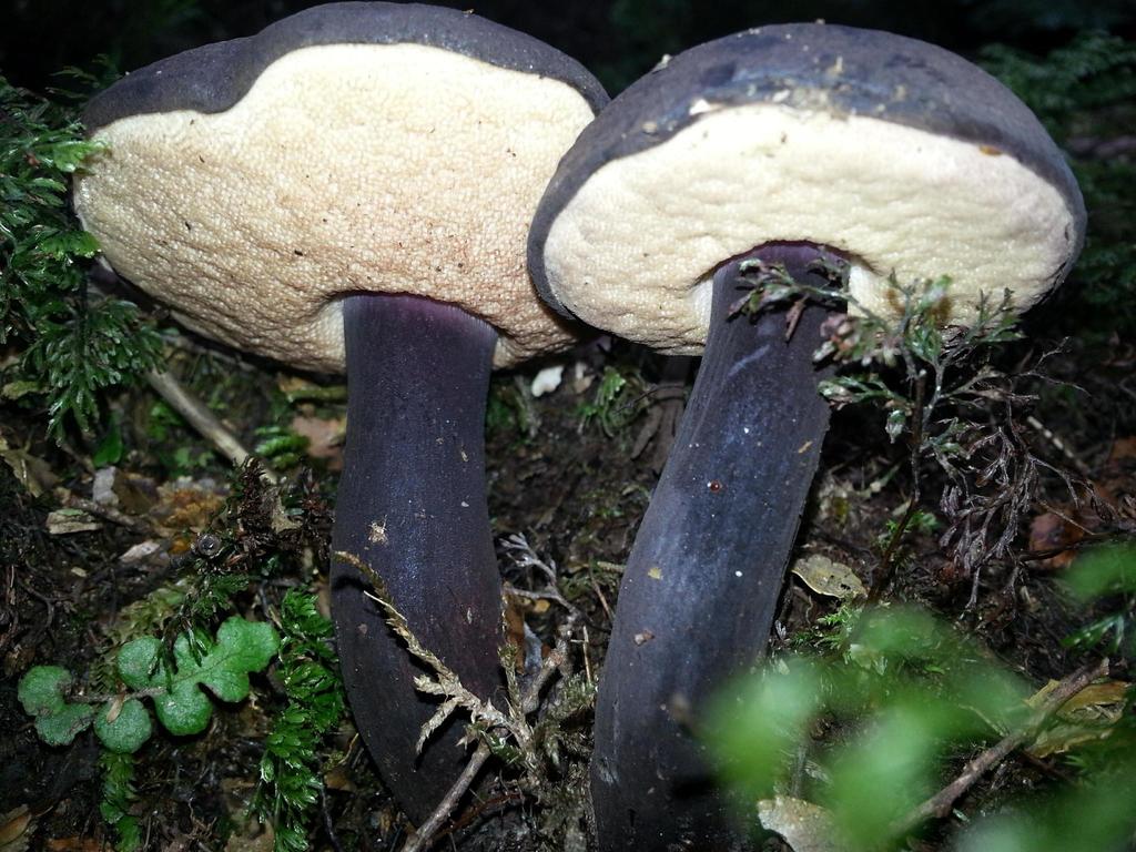 Dark Velvet Bolete from Fiordland National Park, New Zealand on March ...
