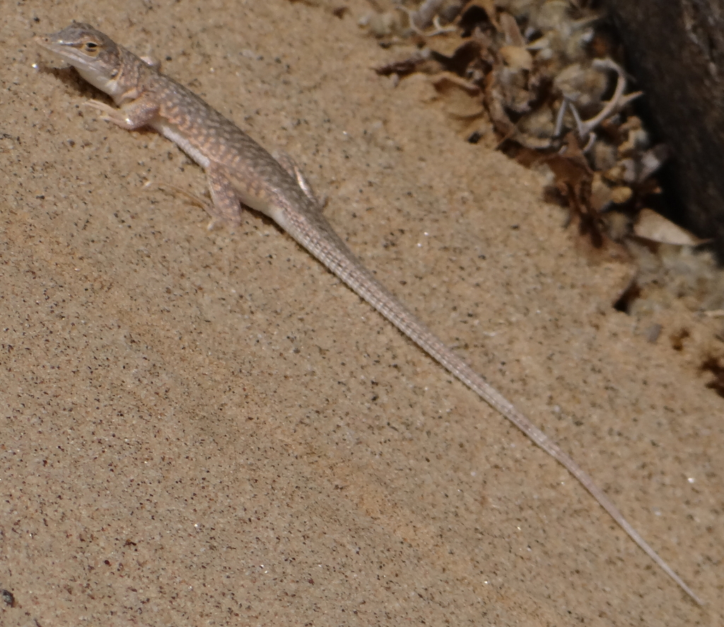 Reticulate Sand Lizard from Arandis, Erongo, Namibia on April 1, 2018 ...