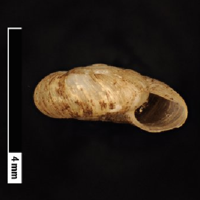 Haplotrema duranti ssp. continentis (Land Snails and Slugs of San ...