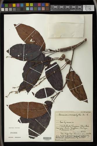 Baccaurea macrophylla · iNaturalist
