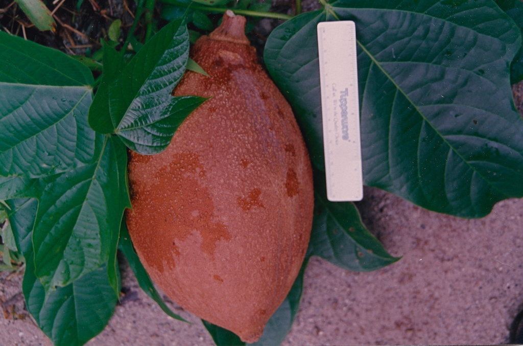 (Pangium) - Botanical Realm