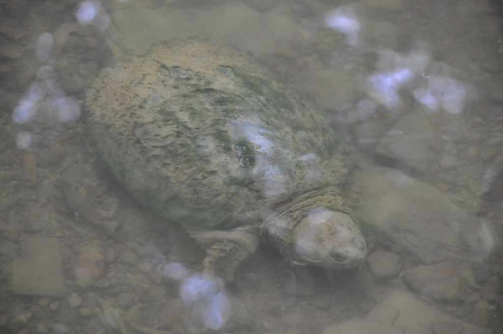 Common Snapping Turtle from Brooksville, KY 41004, USA on July 31, 2021 ...