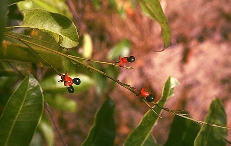 (Campylospermum serratum) - Botanical Realm