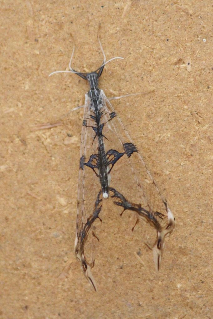 Cymothales bouvieri from Nagero, Democratic Republic of the Congo on ...