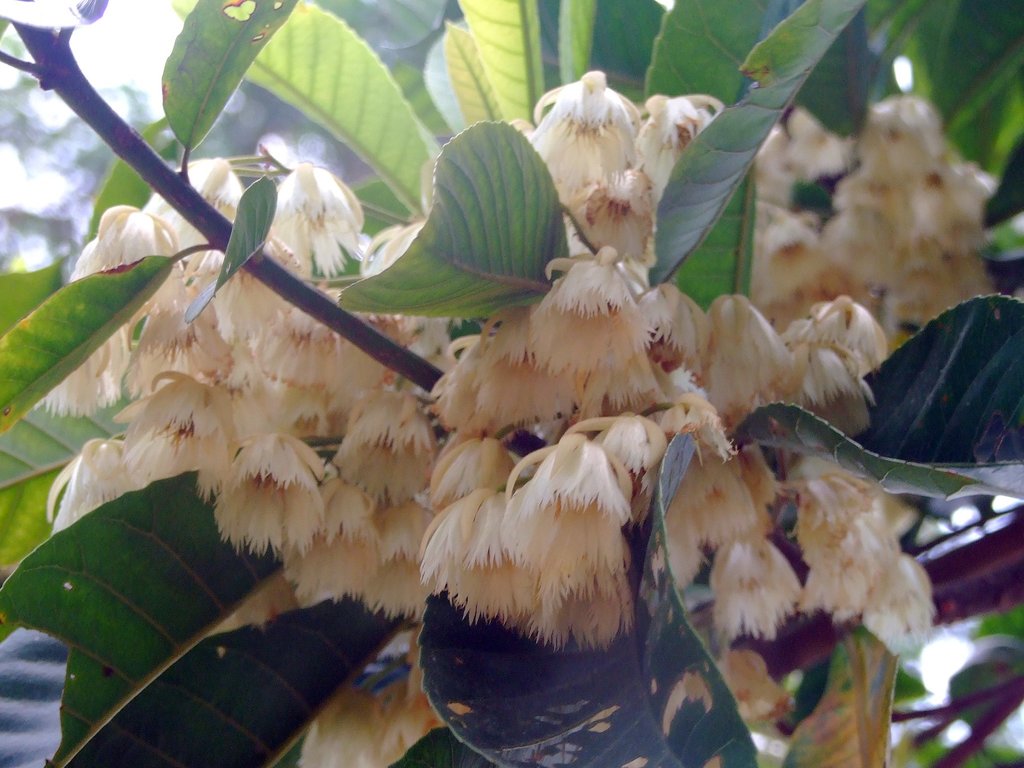 (Elaeocarpus rugosus) - Botanical Realm