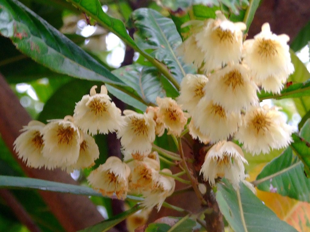 (Elaeocarpus rugosus) - Botanical Realm