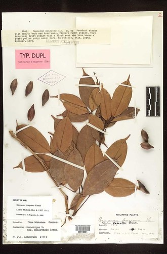 Connarus monocarpus · iNaturalist