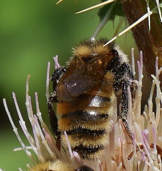 White-shouldered Bumble Bee (Mount Rainier National Park Pollinator ...